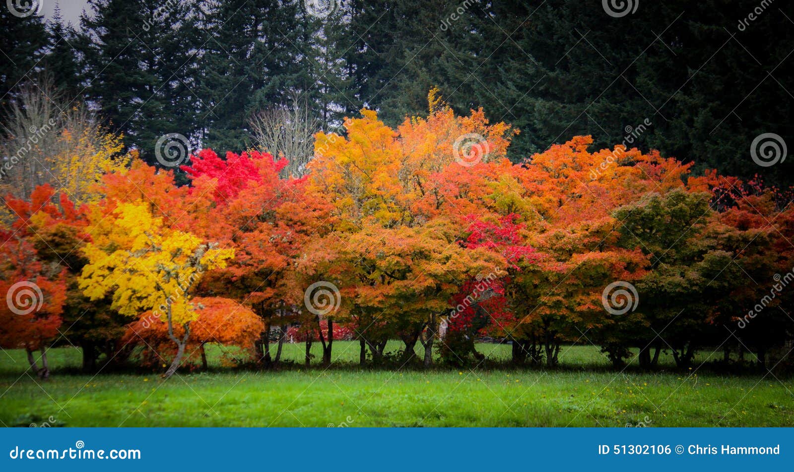 Beautiful Colorful Fall Trees Stock Photo - Image of green, yellow ...
