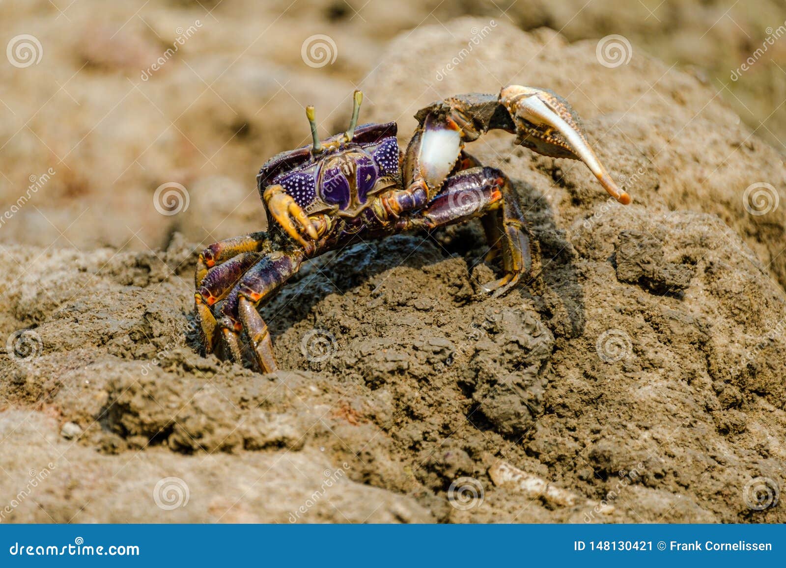 Beautiful Colorful Fiddler Crab Stock Image - Image of nature, ecology ...
