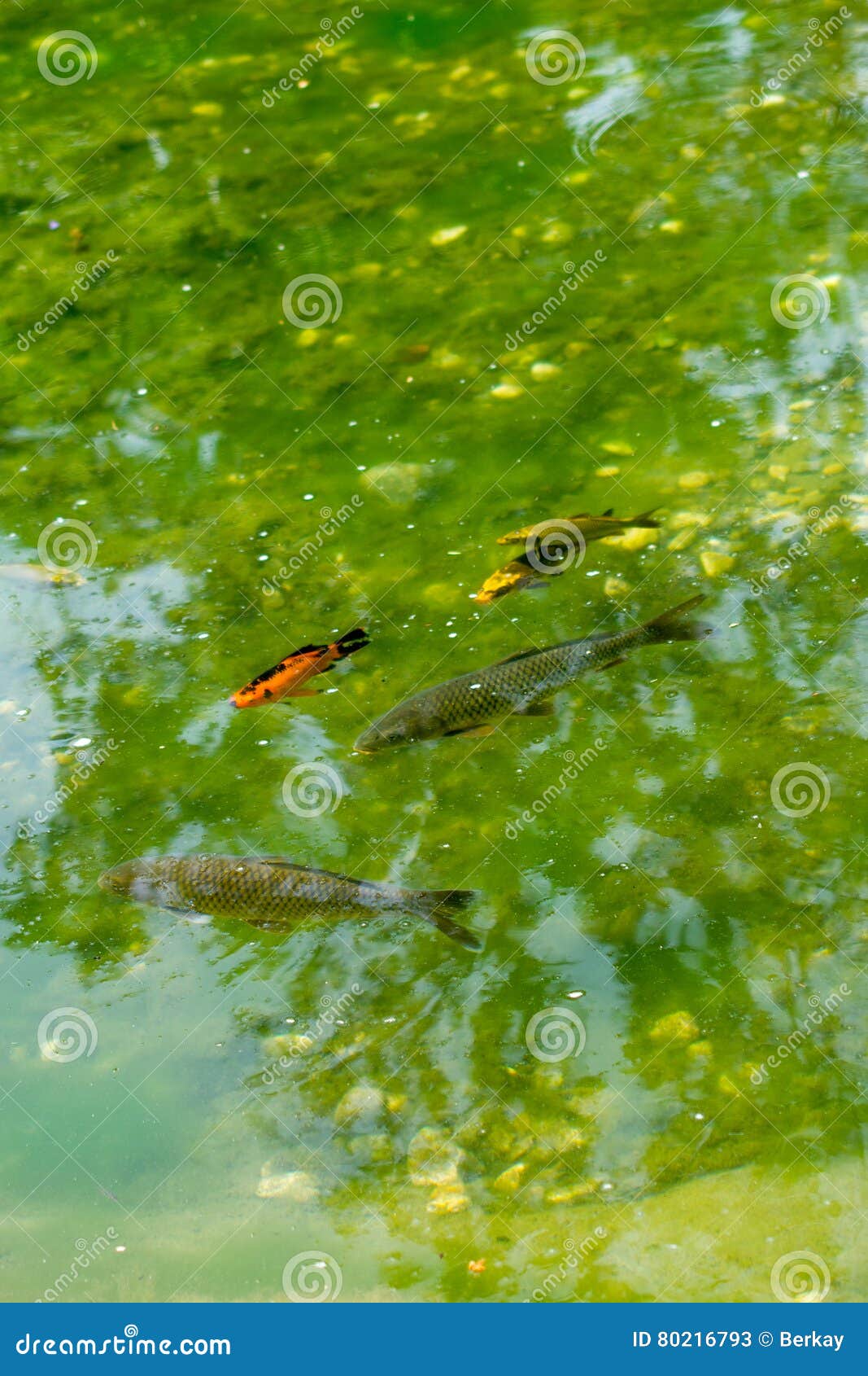 Beautiful Colorful Fish in the Pond Stock Image - Image of blue, tank ...