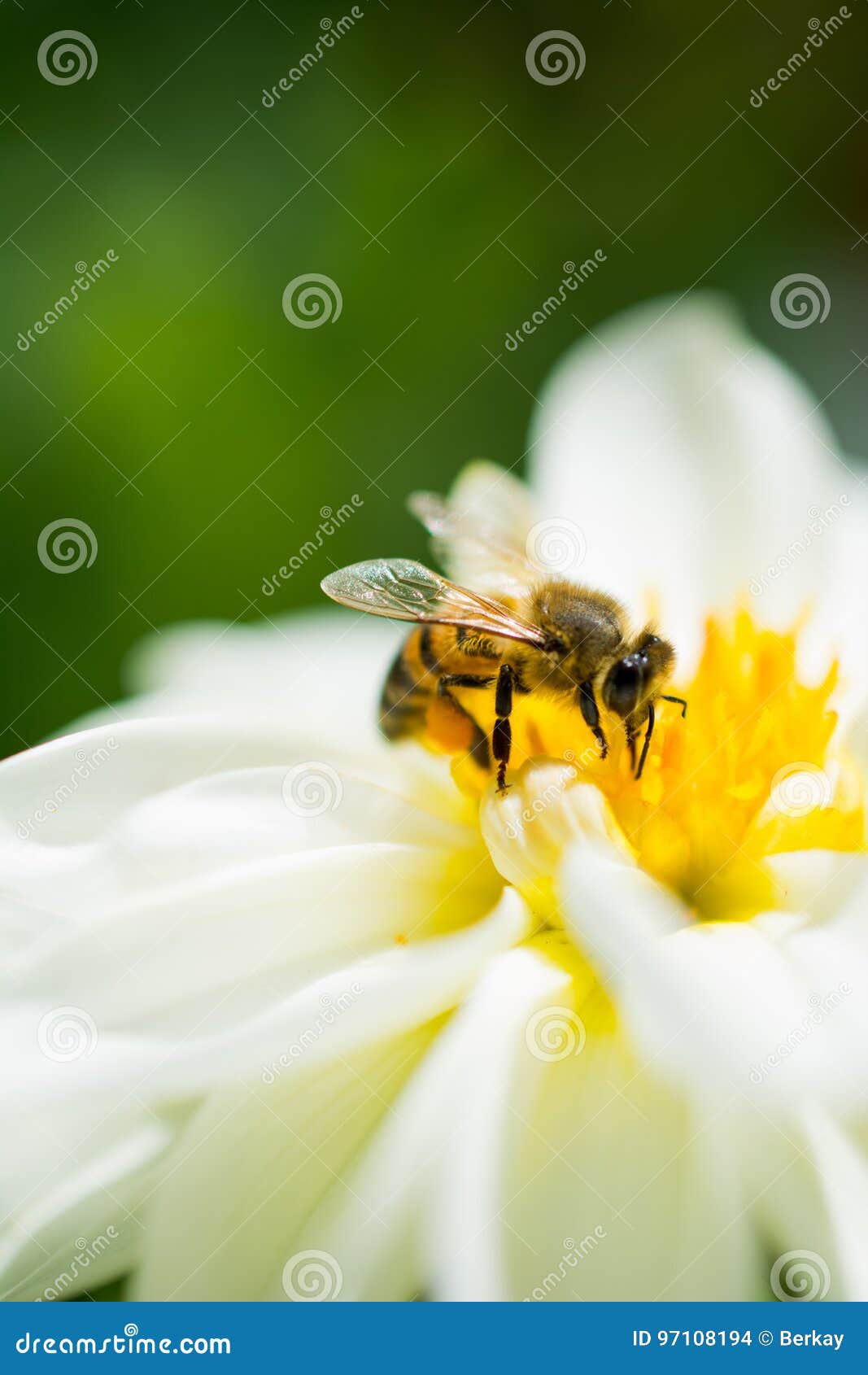 Beautiful Colorful Flowers with Bee Stock Photo - Image of view, nature ...