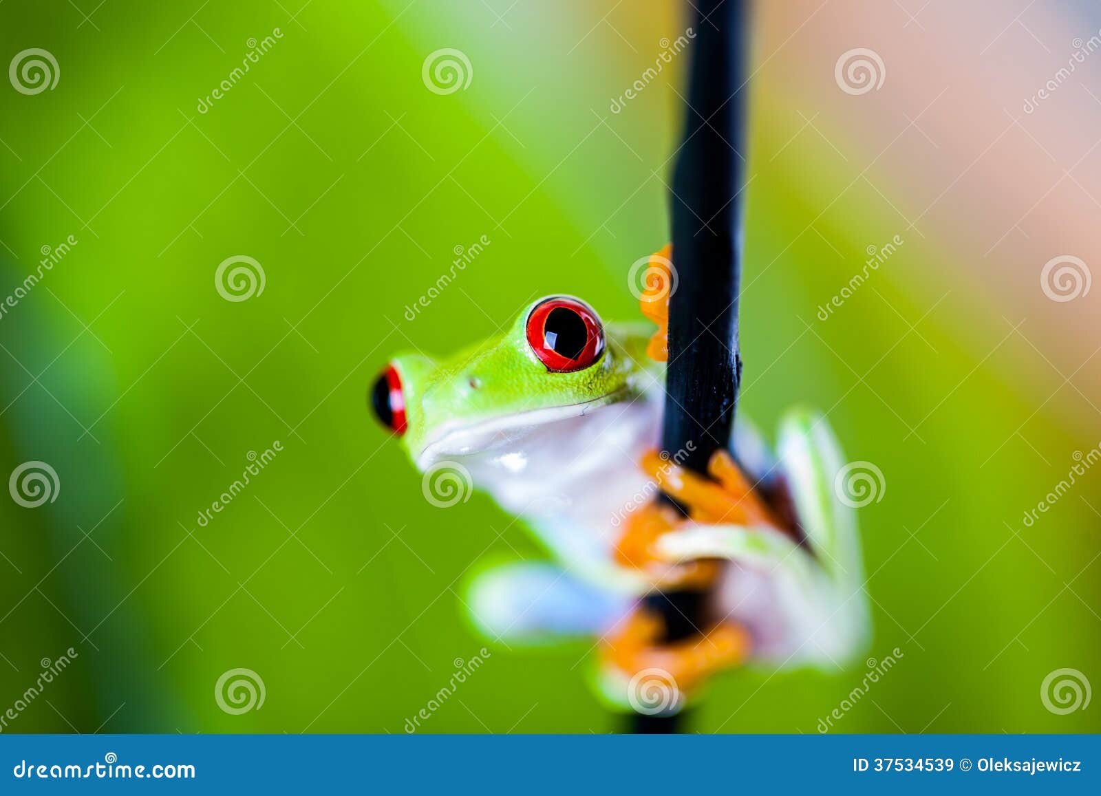 Beautiful colorful frog stock image. Image of experience - 37534539