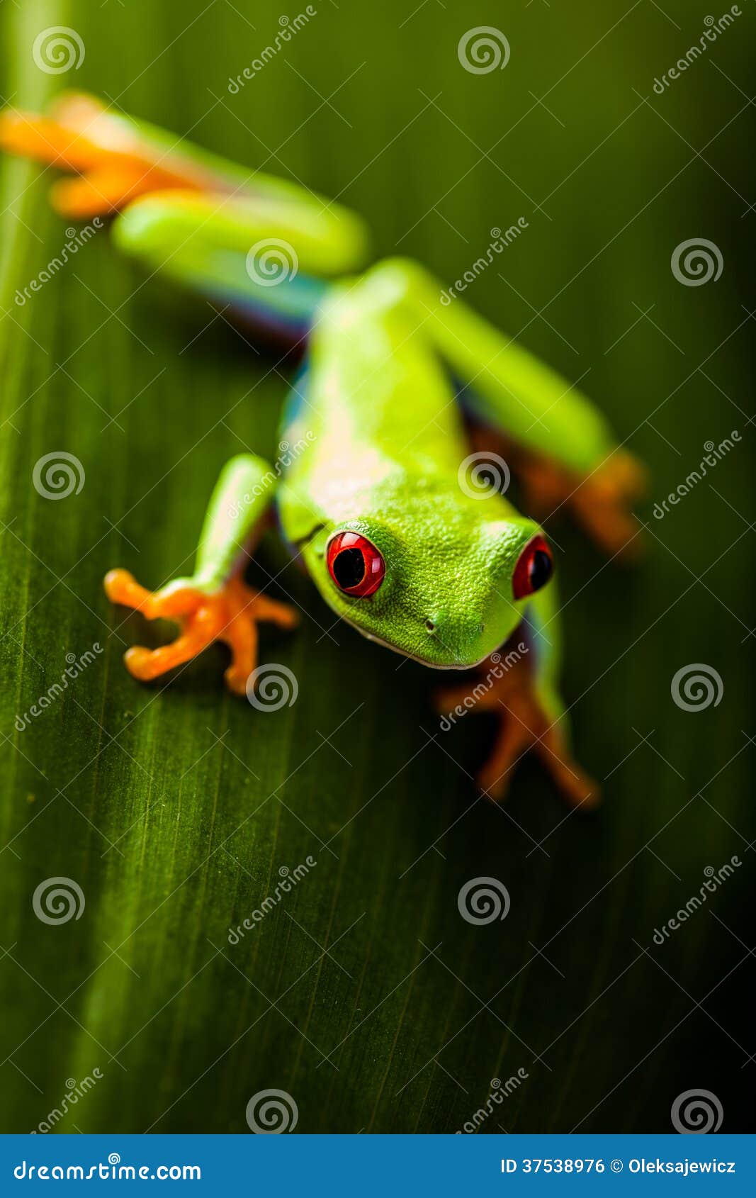 Beautiful Colorful Frog in the Jungle Stock Photo - Image of colorful ...