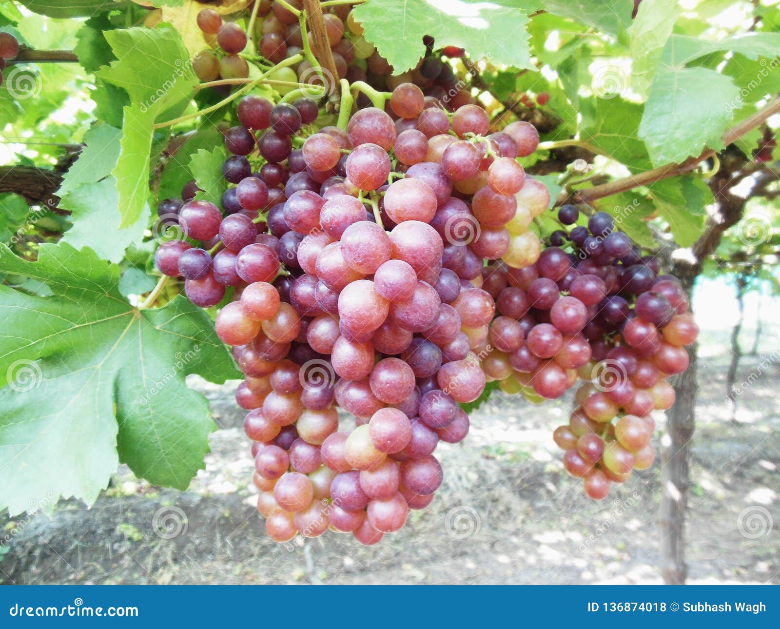 Greaps stock photo. Image of sseet, colorful, beautiful - 136874018