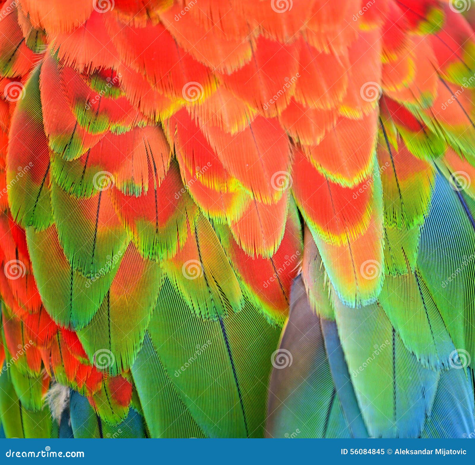 Beautiful Colorful High Detailed Macaw Feathers Stock Image - Image of ...