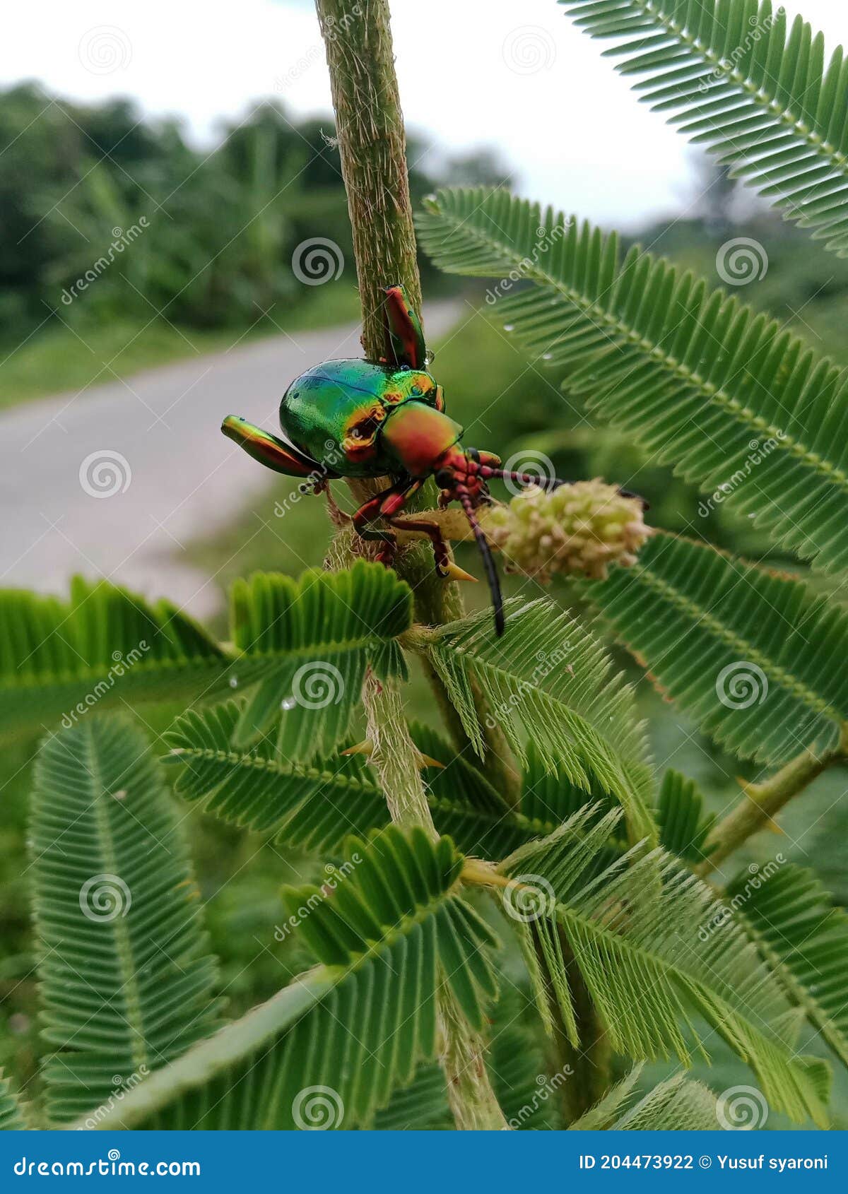 Beautiful and Colorful Insects Stock Photo - Image of leaf, tree: 204473922
