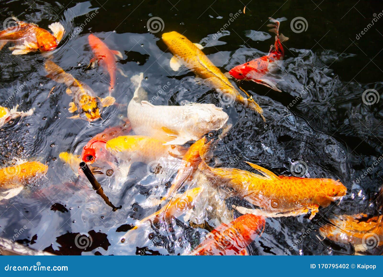 Beautiful Colorful Koi Fish Stock Photo - Image of beautiful, carp ...