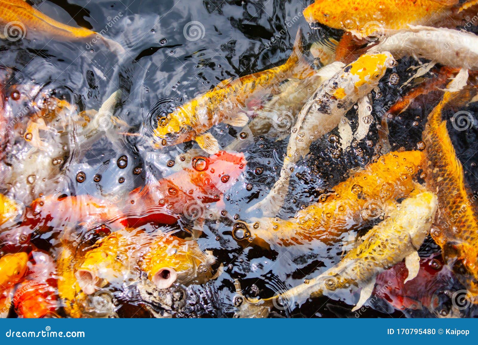 Beautiful Colorful Koi Fish Stock Photo - Image of animal, asia: 170795480