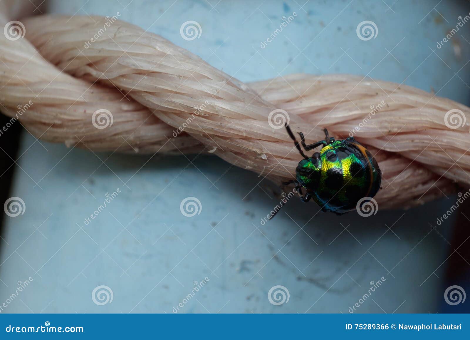 Beautiful and Colorful Ladybug Stock Photo - Image of closeup, biology ...