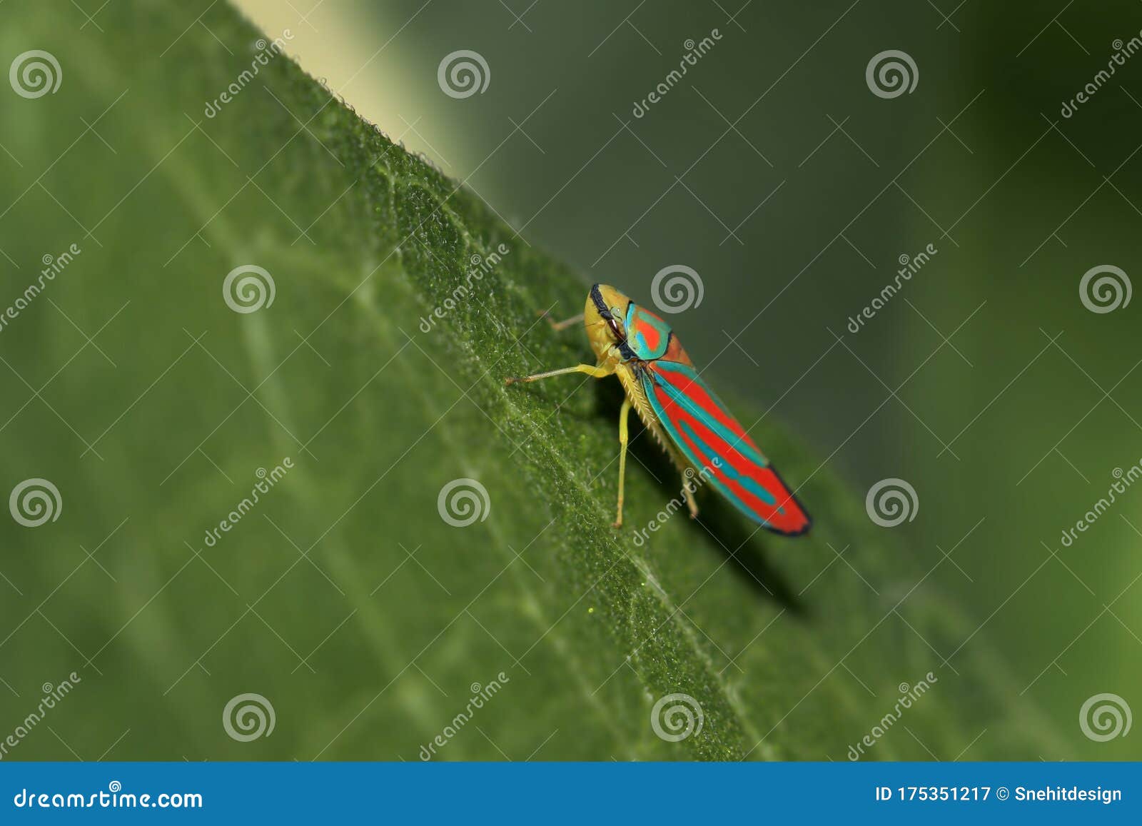 Beautiful Colorful Leaf Hopper Stock Image - Image of head, insect ...