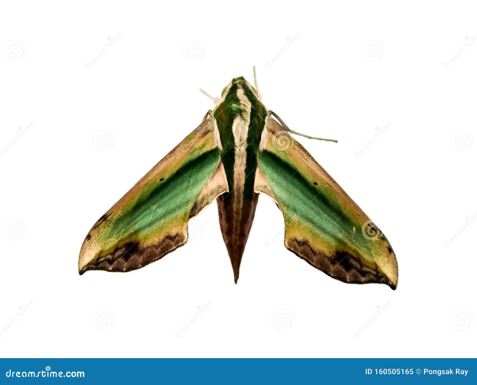 Beautiful and Colorful Moths on a White Background. Stock Image - Image ...