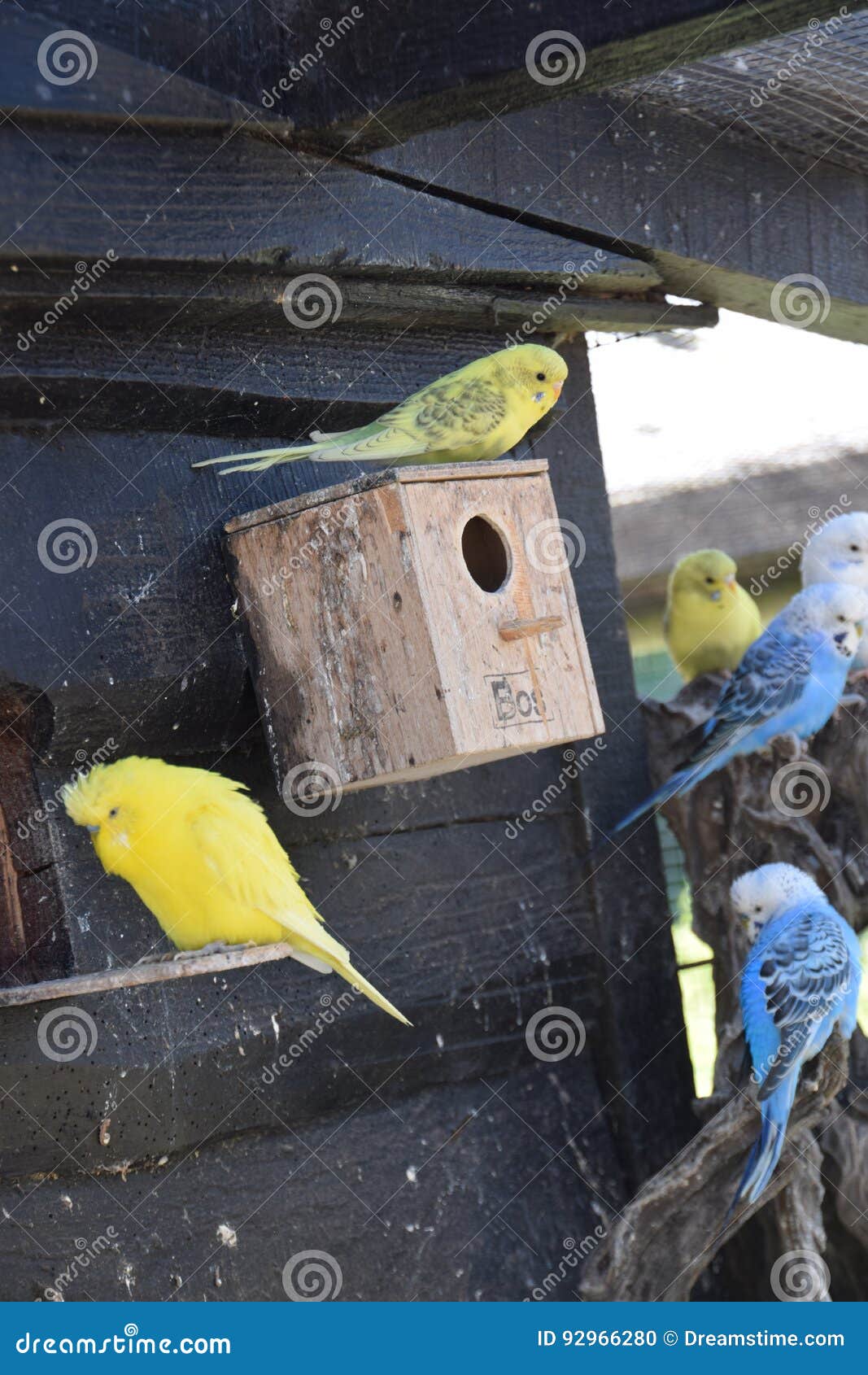 Beautiful Colorful Parkets / Parakeets Stock Photo - Image of closeup ...