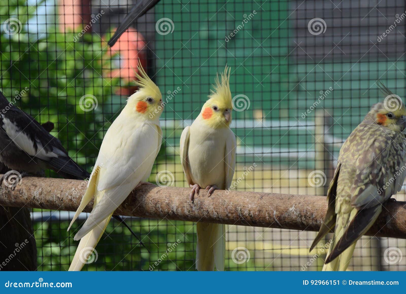Beautiful Colorful Parkets / Parakeets Stock Image - Image of little ...