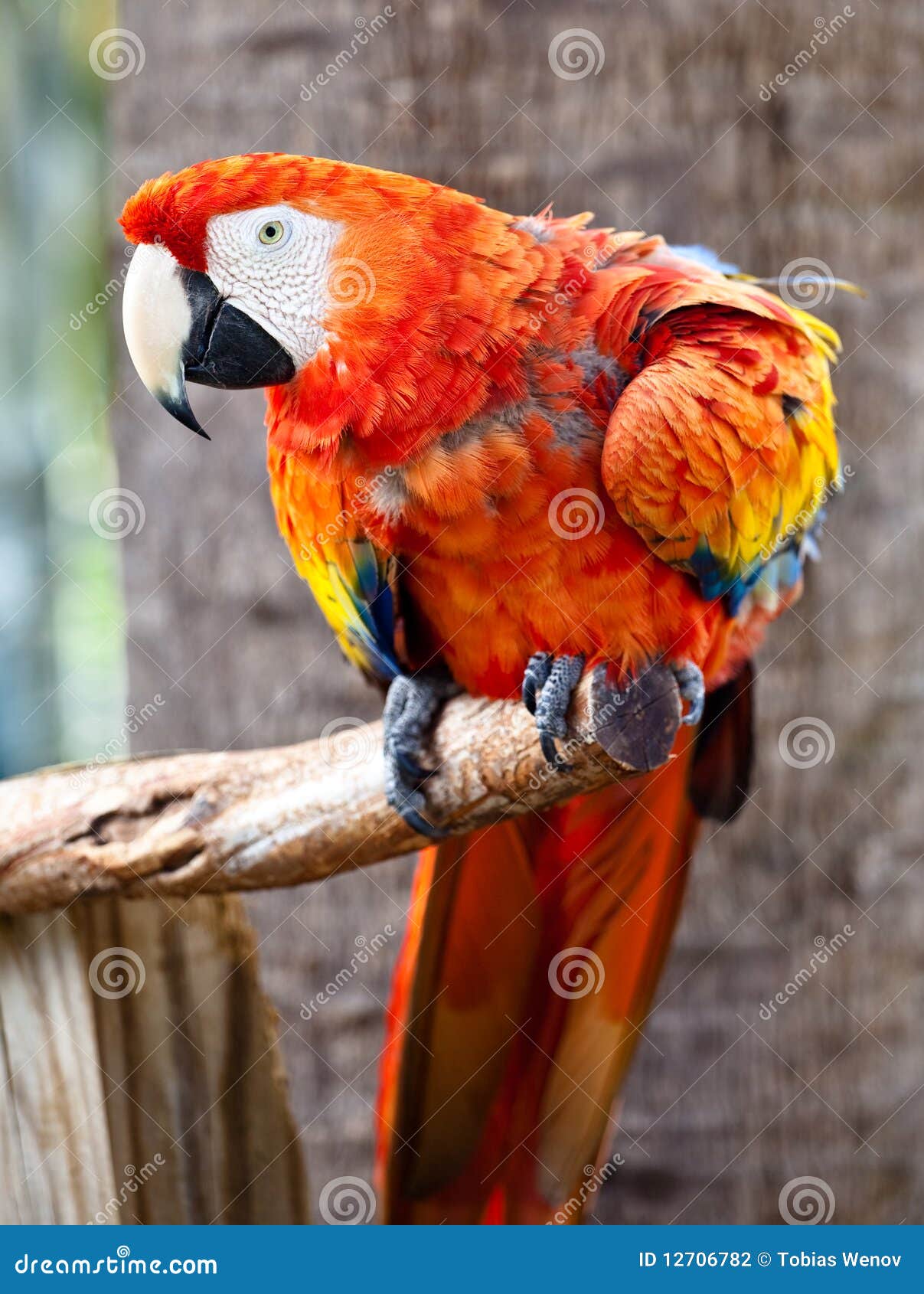 Beautiful colorful parrot stock photo. Image of tropical - 12706782