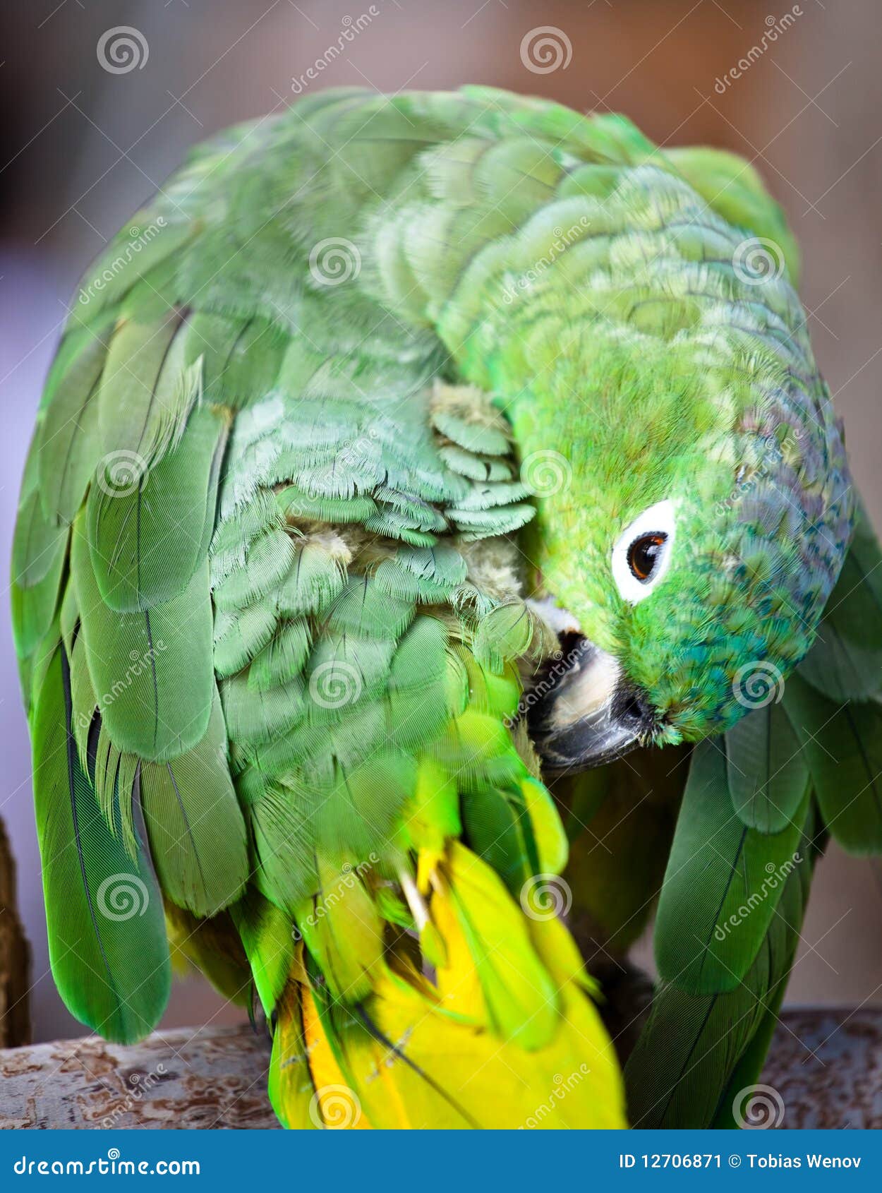 Beautiful colorful parrot stock image. Image of color - 12706871