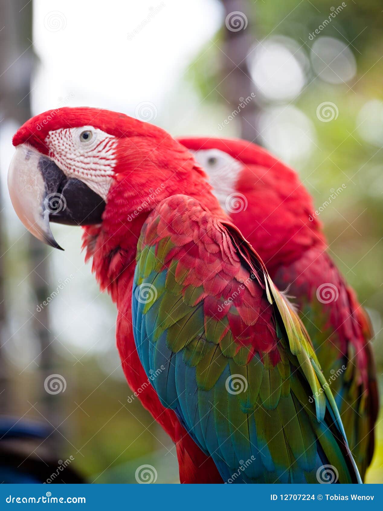 Beautiful colorful parrot stock photo. Image of colorful - 12707224
