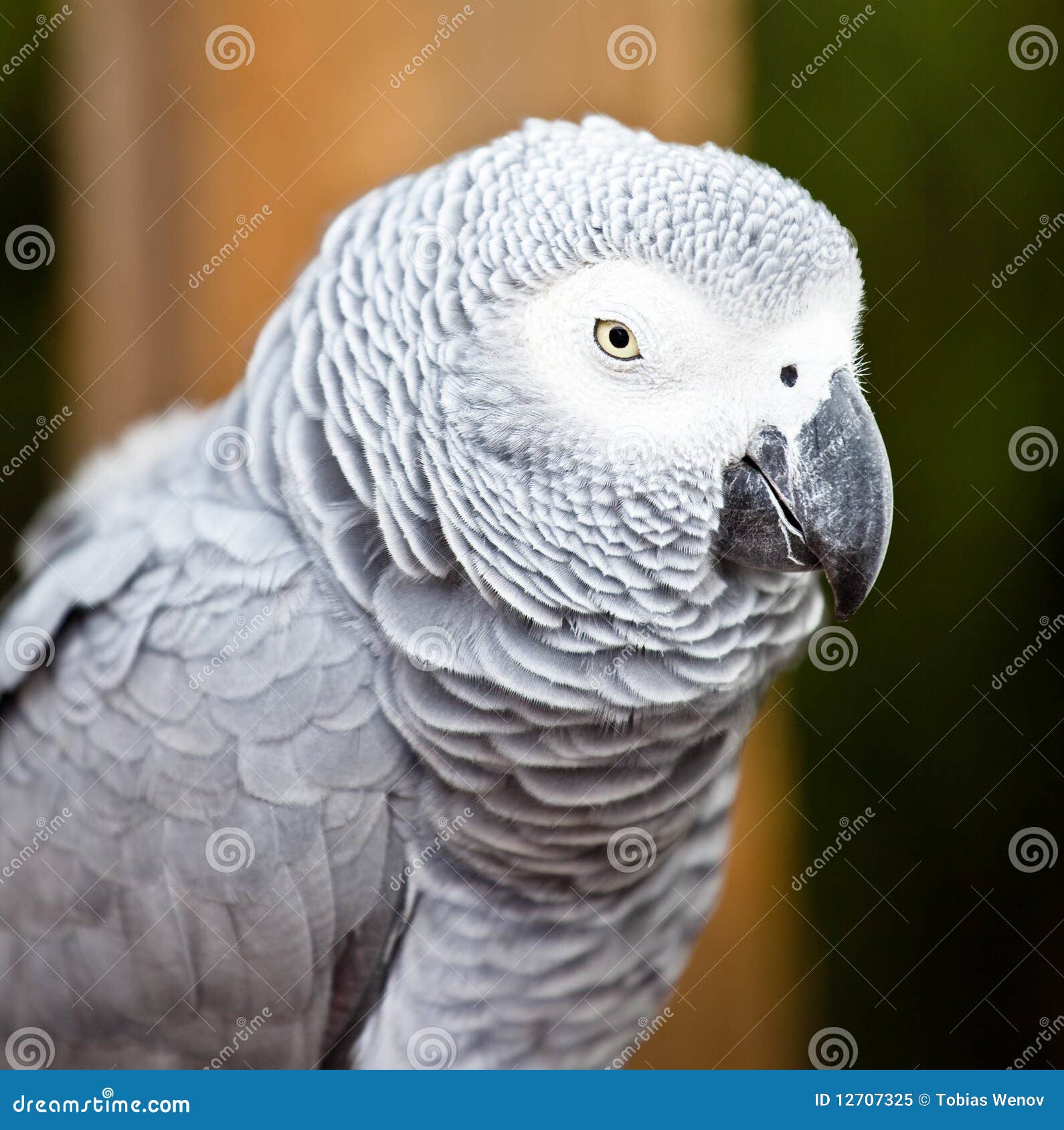 Beautiful colorful parrot stock image. Image of color - 12707325