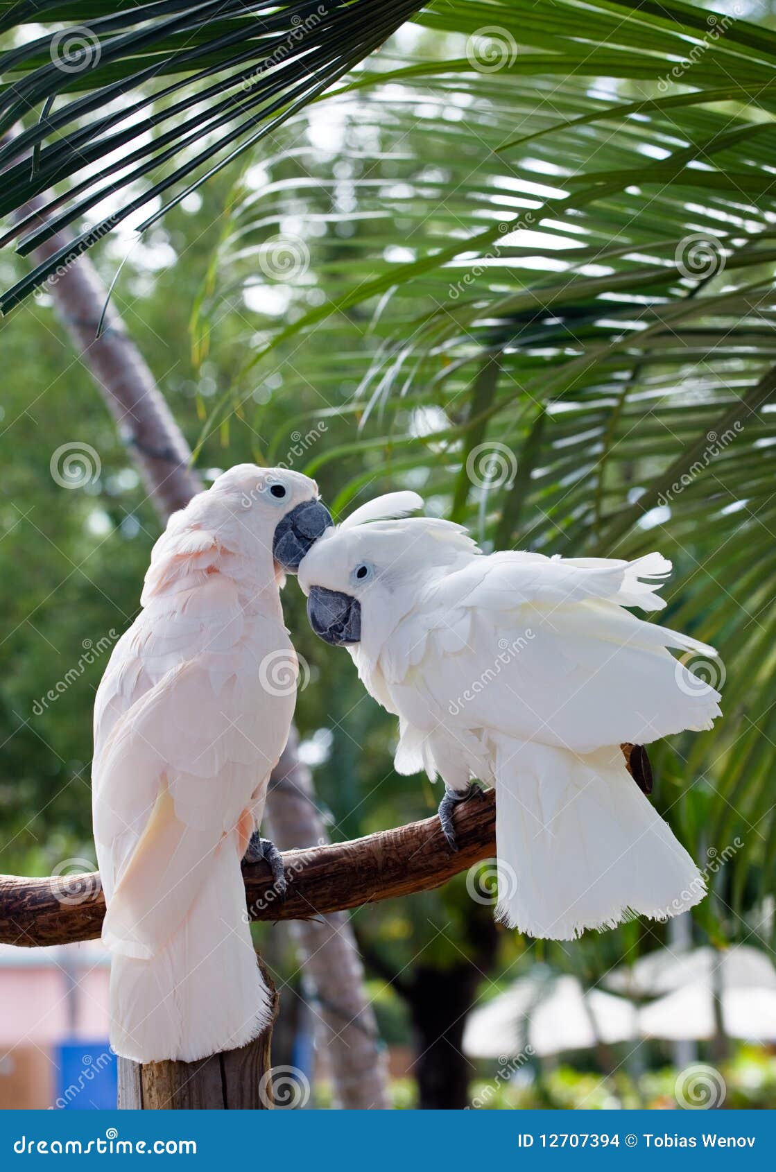 Beautiful colorful parrot stock photo. Image of cute - 12707394