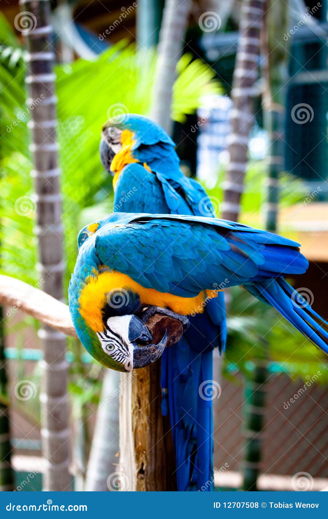 Beautiful colorful parrot stock photo. Image of yellow - 12707508