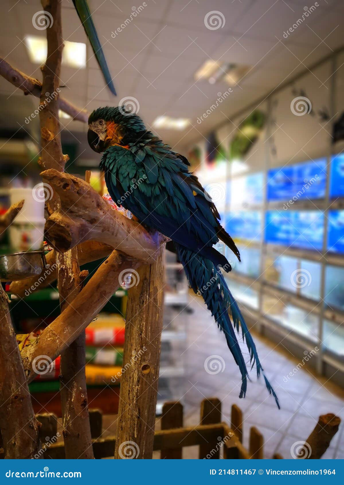 Beautiful Colorful Parrot Posing Stock Image - Image of beautiful ...