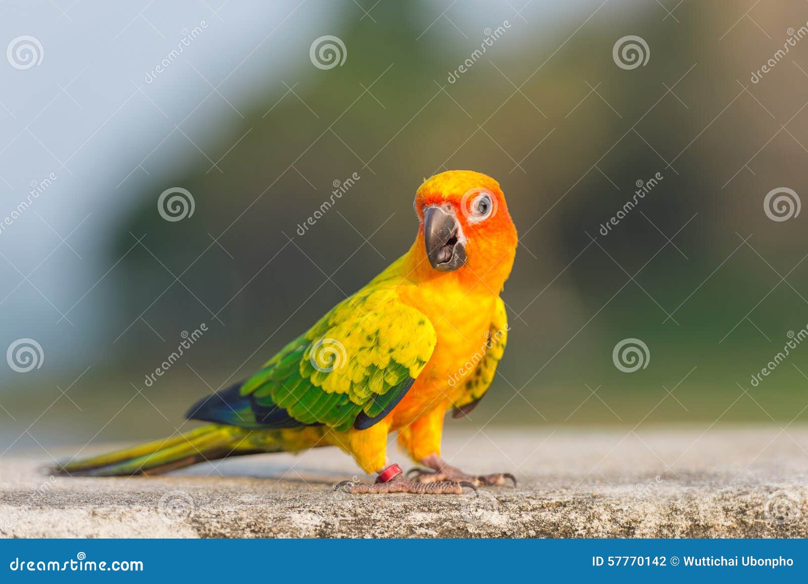 Beautiful Colorful Parrot, Sun Conure Stock Photo - Image of cute ...