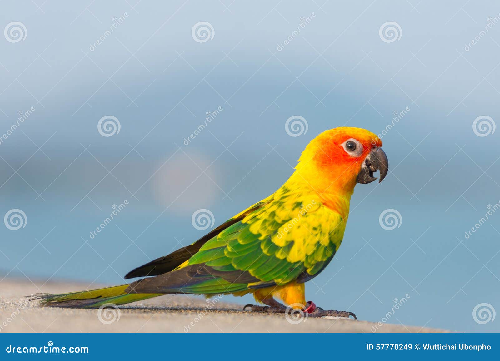 Beautiful Colorful Parrot, Sun Conure Stock Image - Image of group ...