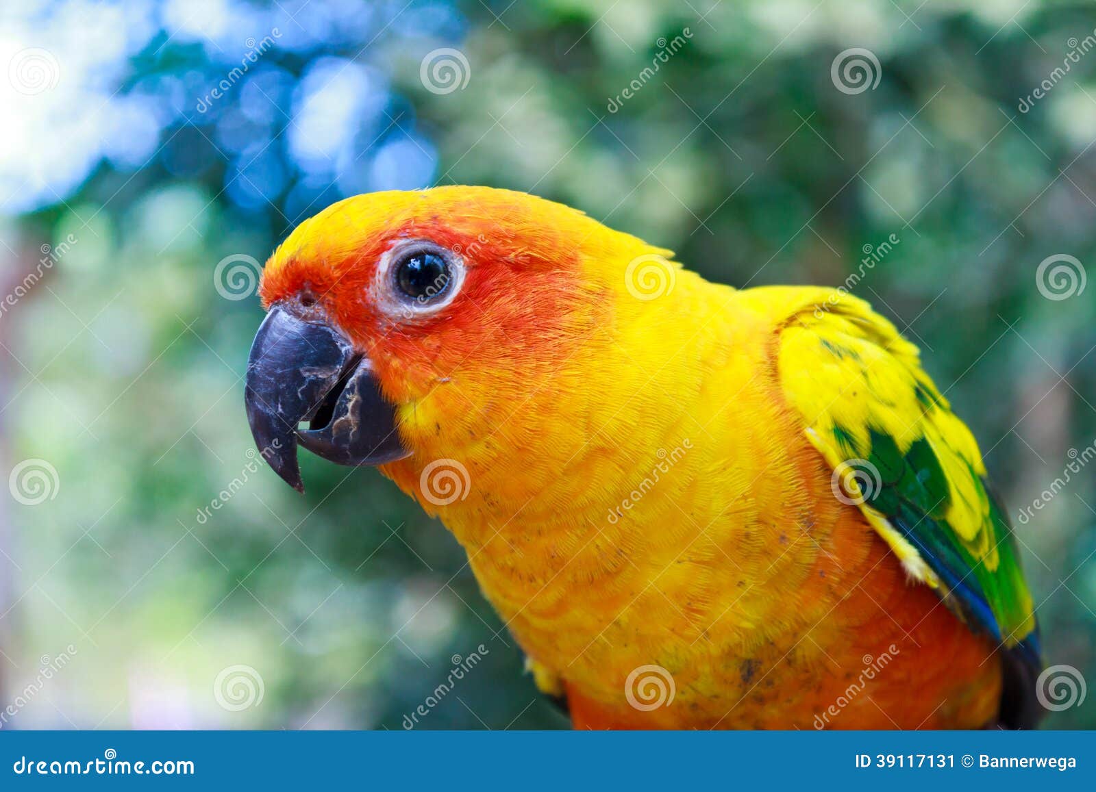 Beautiful colorful parrot stock image. Image of animal - 39117131