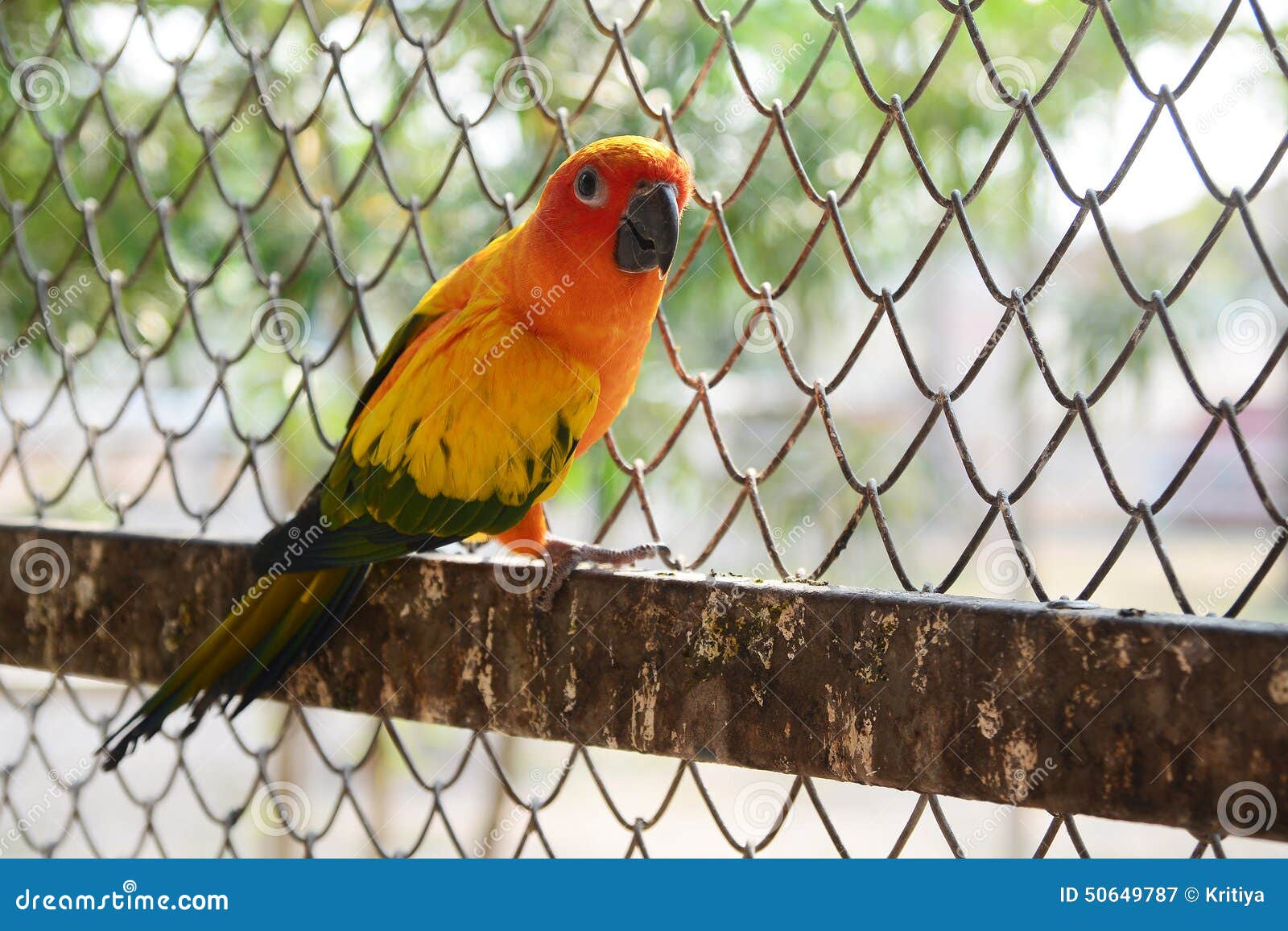 Beautiful Colorful Parrot, Sun Conure Stock Image - Image of tropical ...