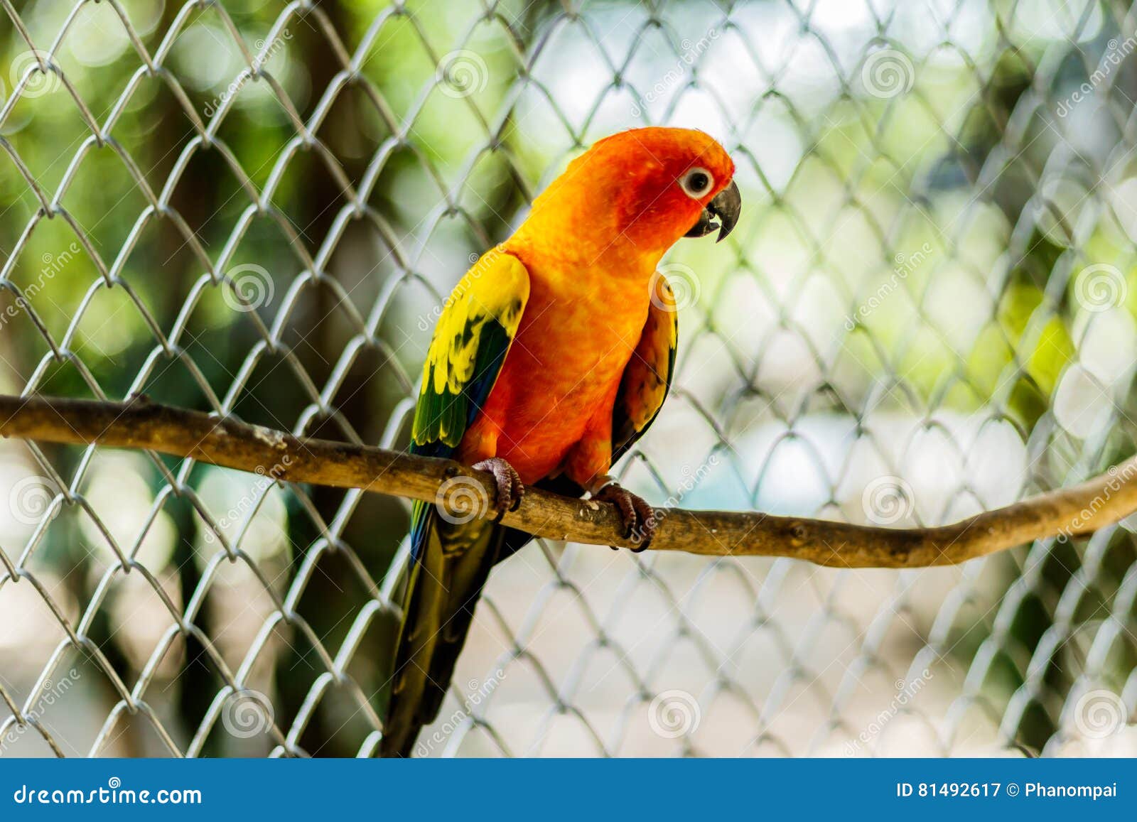 Beautiful Colorful Parrot, Sun Conure Aratinga Solstitialis, S Stock ...