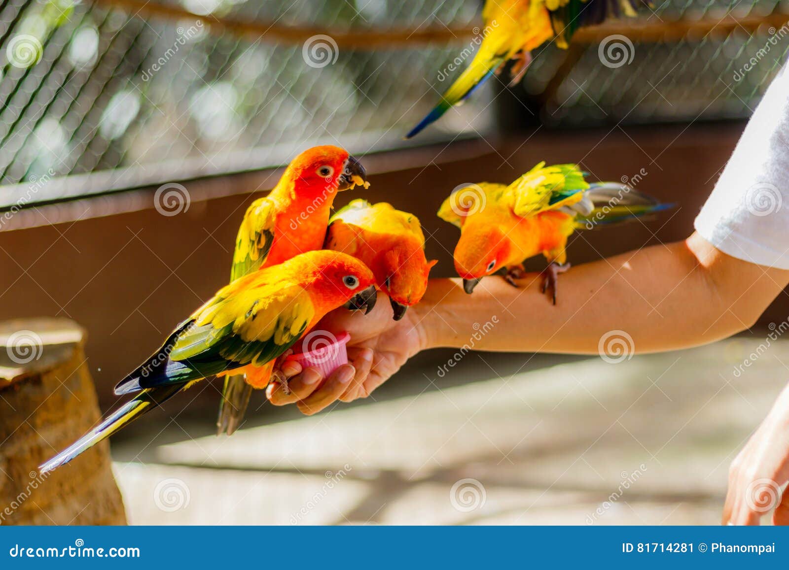 Beautiful Colorful Parrot, Sun Conure Aratinga Solstitialis, S Stock ...