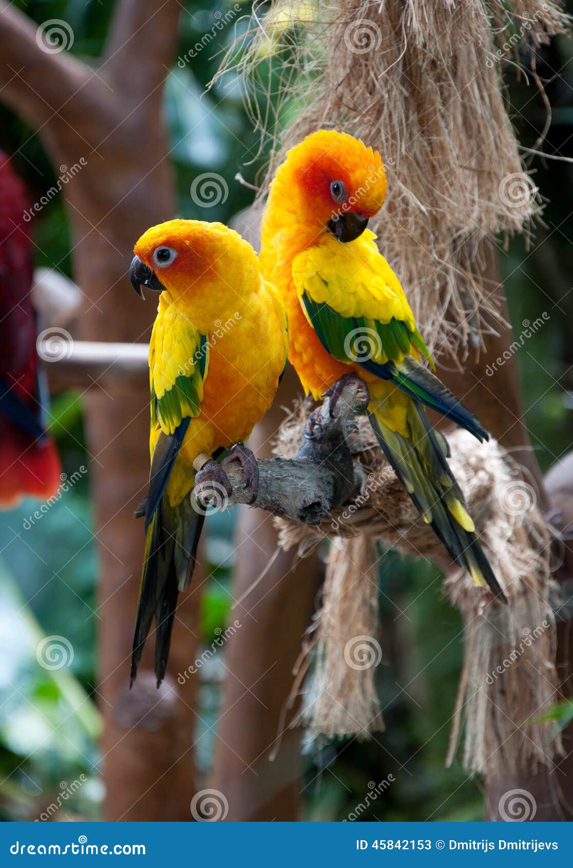 Beautiful Colorful Parrots, Sun Conure Stock Image - Image of nature ...