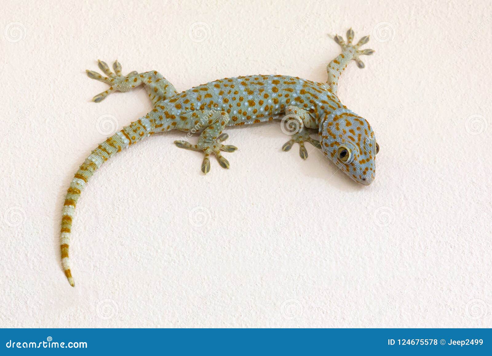 Colorful Patterns of Gecko on Plaster Wall. Stock Photo - Image of ...