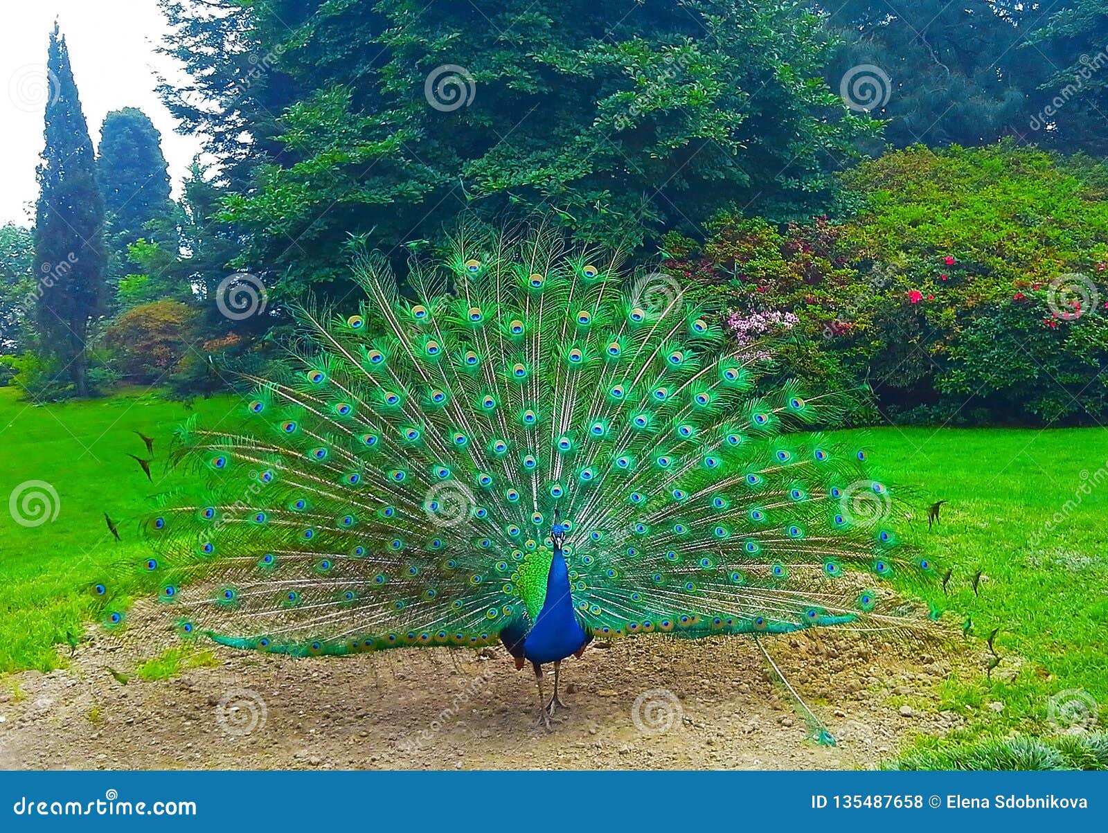 Peacock Tail Spread Tail-feathers Royalty-Free Stock Photography ...