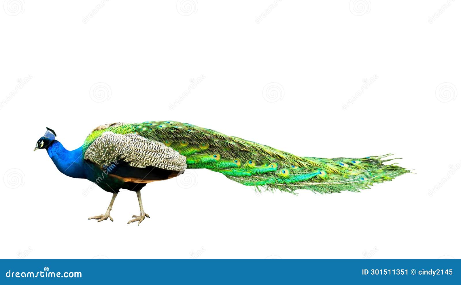 A Beautiful Colorful Peacock on a White Background Stock Image - Image ...