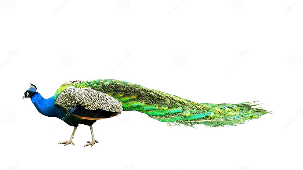 A Beautiful Colorful Peacock on a White Background Stock Image - Image ...