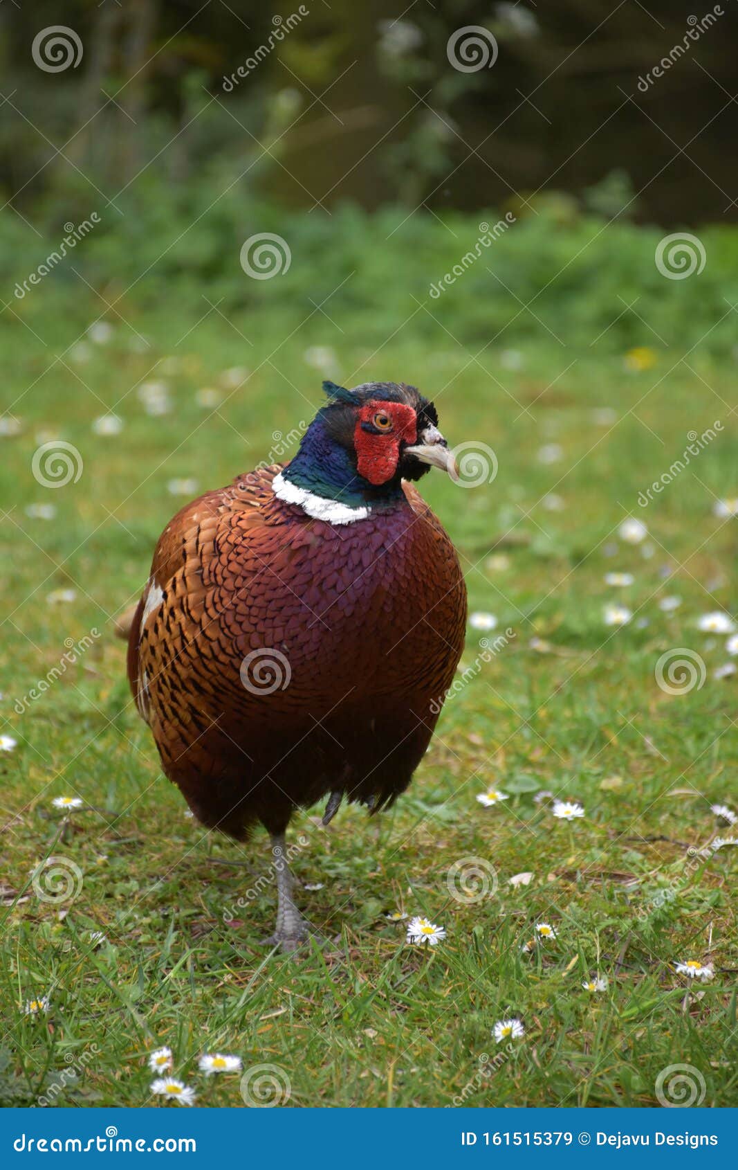 Beautiful Colorful Pheasant Standing on One Leg Stock Image - Image of ...