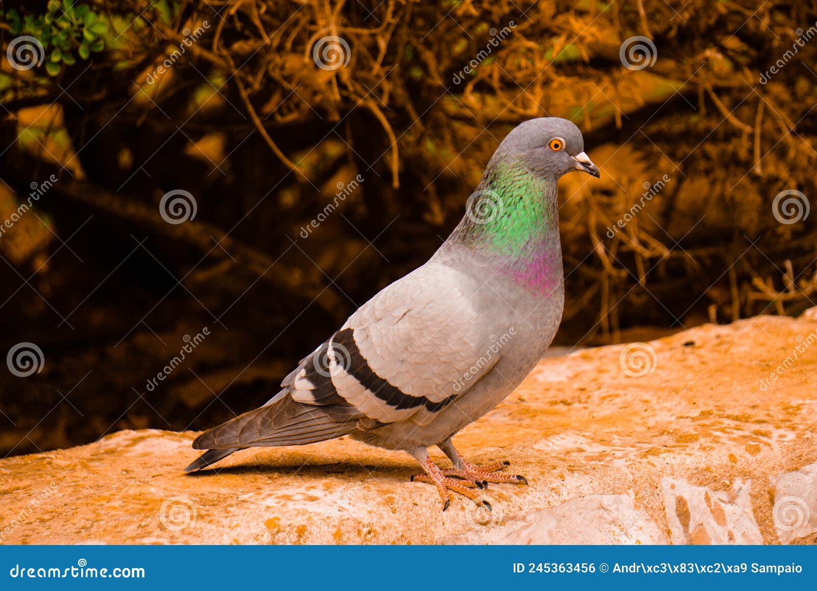 Beautiful colored pigeon stock photo. Image of bird - 245363456