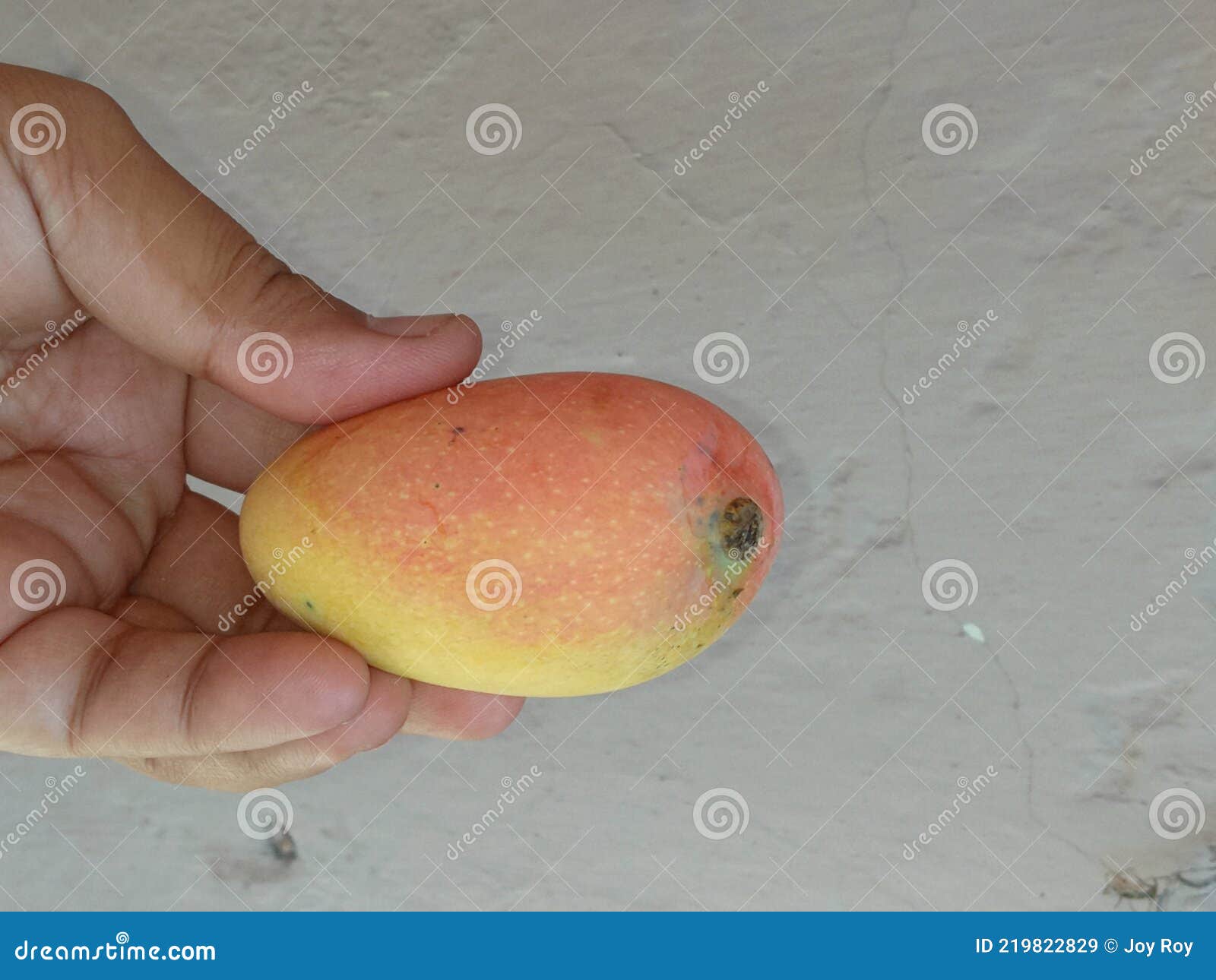 Beautiful Colorful Ripe Mango on Hand. Stock Image - Image of beautiful ...