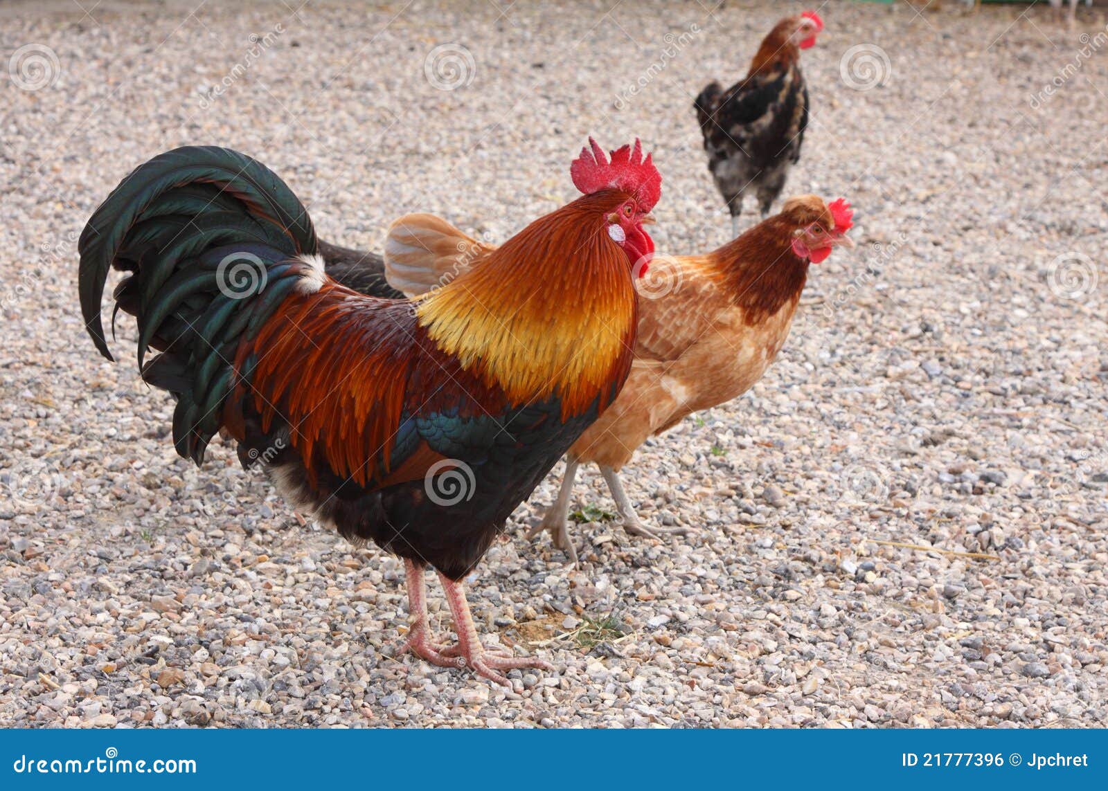 Beautiful Colorful Rooster in a Farmyard Stock Photo - Image of male ...