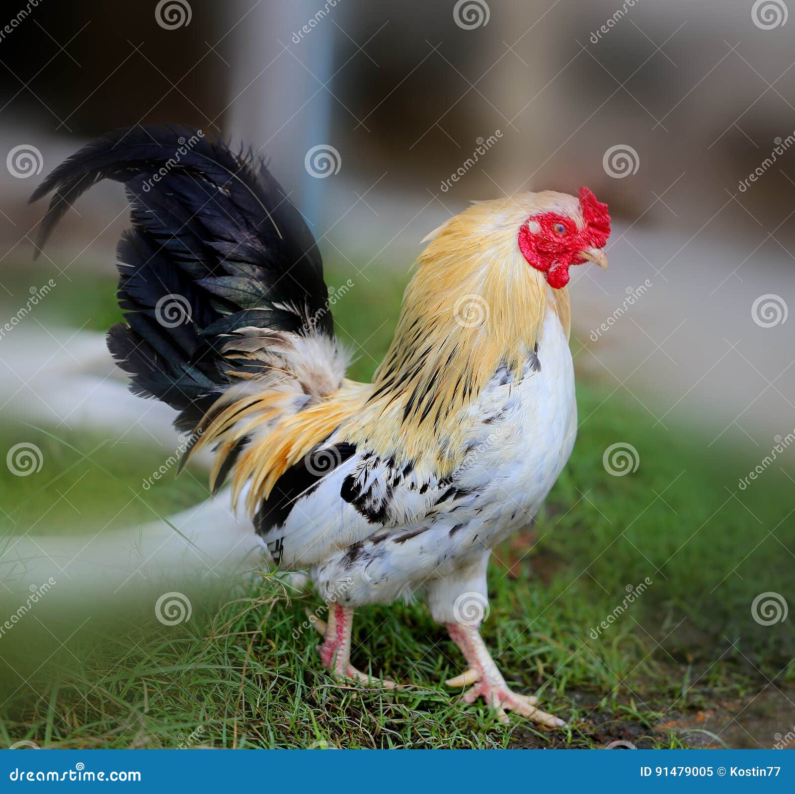 Beautiful colorful rooster stock image. Image of feathers - 91479005