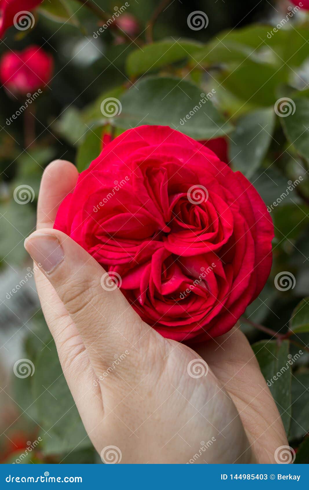 Beautiful Colorful Rose Flower in Hand Stock Image - Image of rose ...