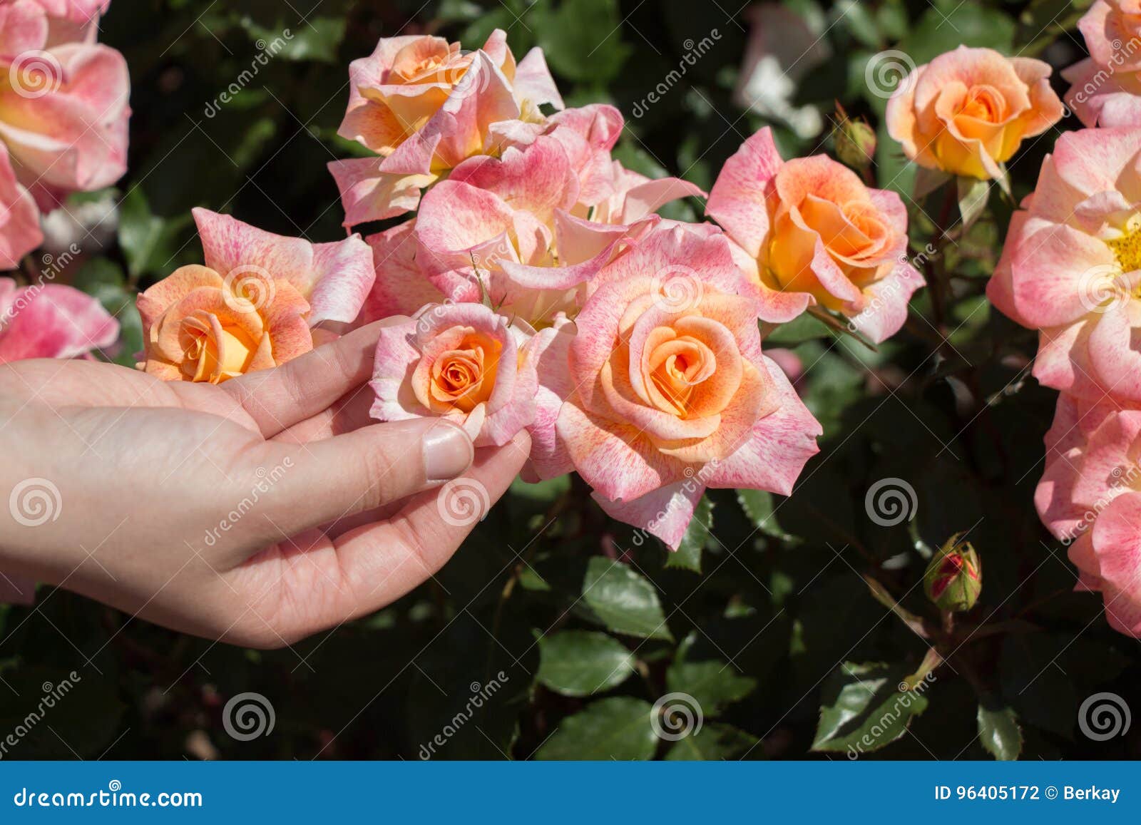 Beautiful Colorful Rose Flower in Hand Stock Photo - Image of summer ...