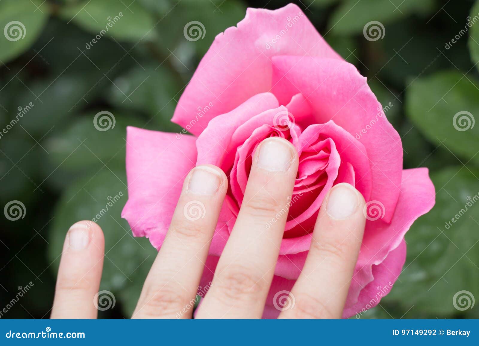 Beautiful Colorful Rose Flower in Hand Stock Photo - Image of beautiful ...