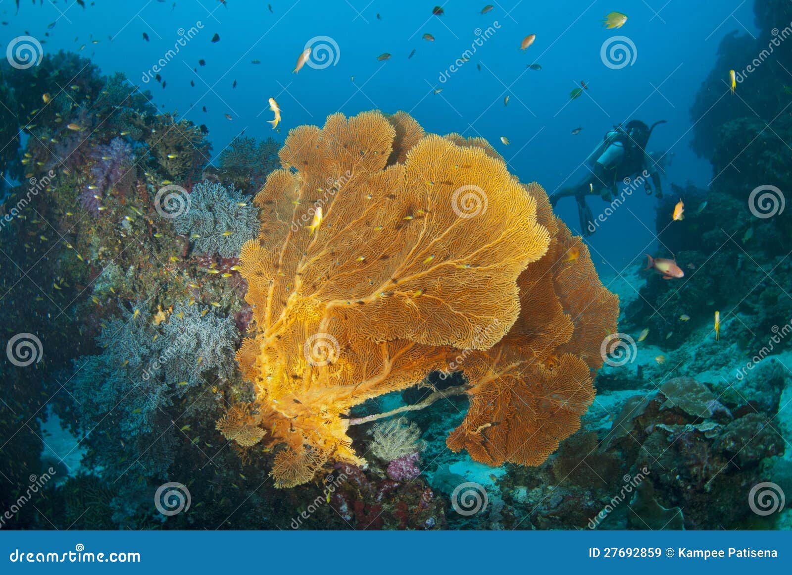 Beautiful colorful sea fan stock image. Image of malaysia - 27692859