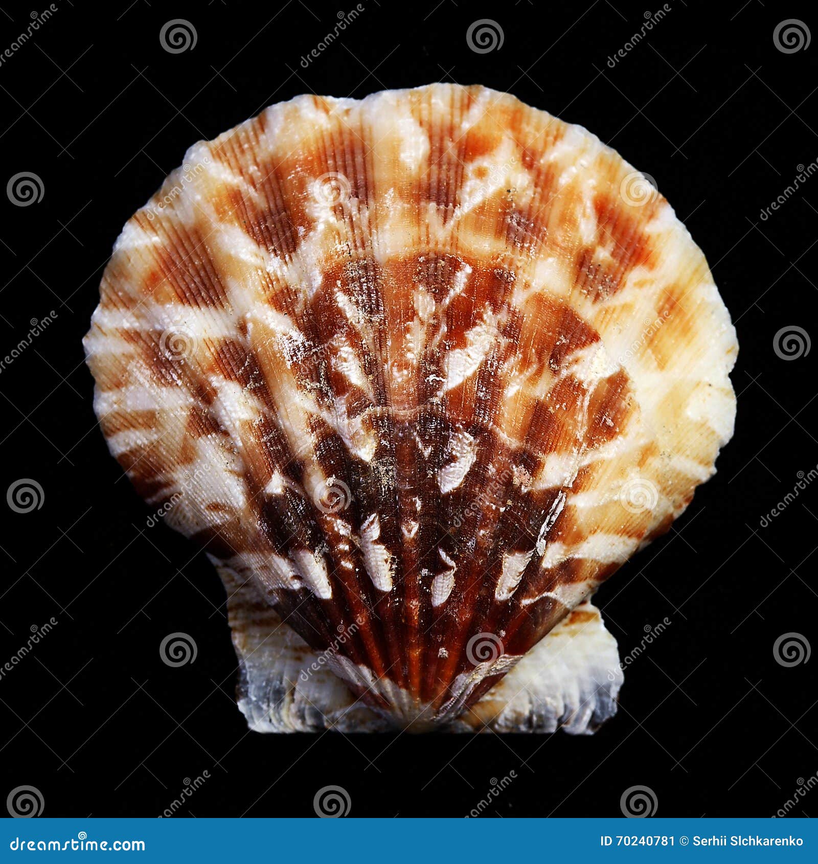 Beautiful Colorful Seashell on the Black Background in Studio Stock ...