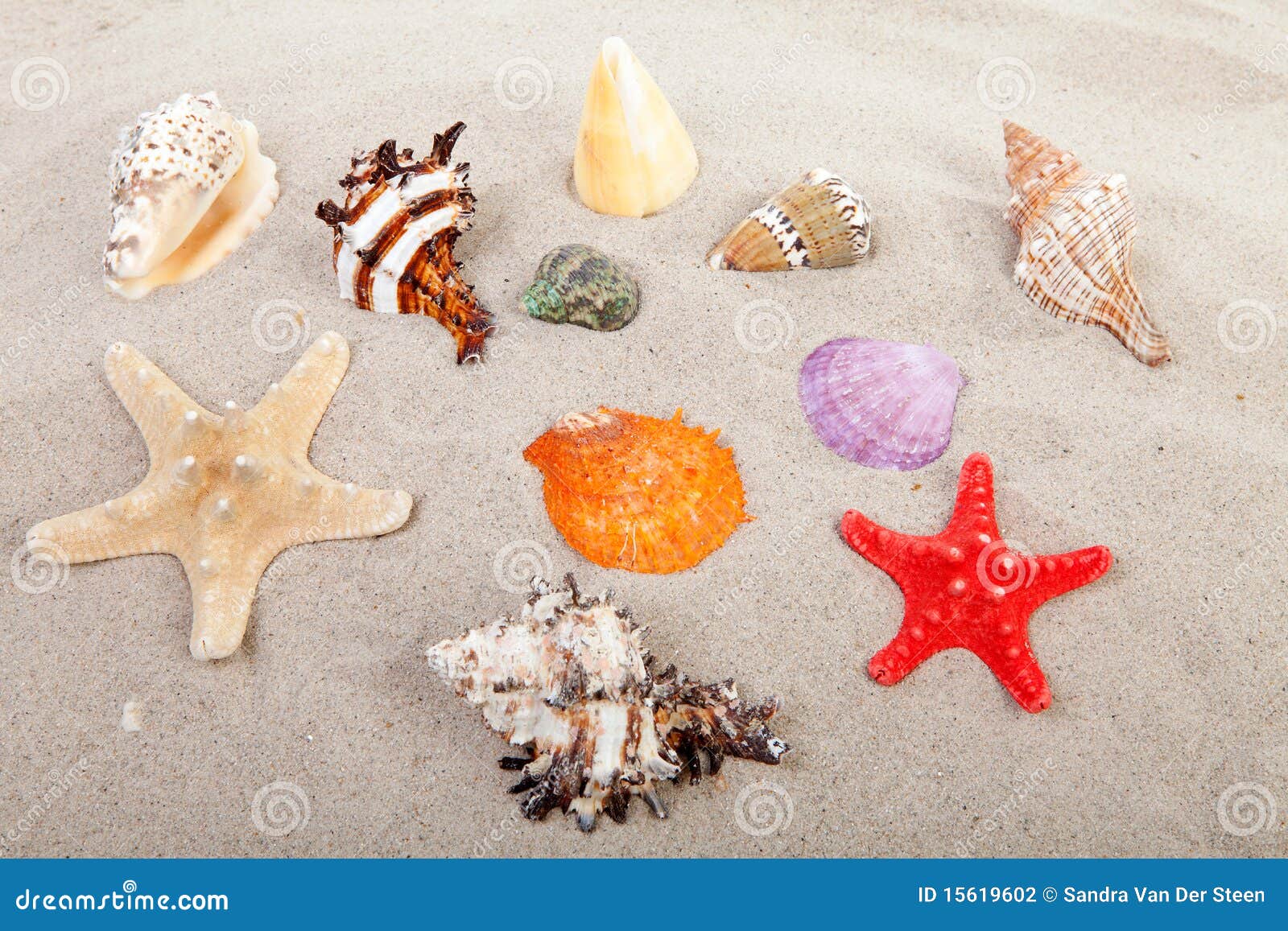 Beautiful Colorful Shells on the Beach Stock Photo - Image of holiday ...