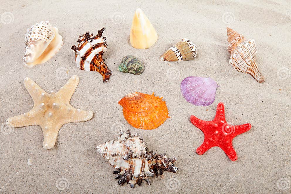 Beautiful Colorful Shells on the Beach Stock Photo - Image of holiday ...