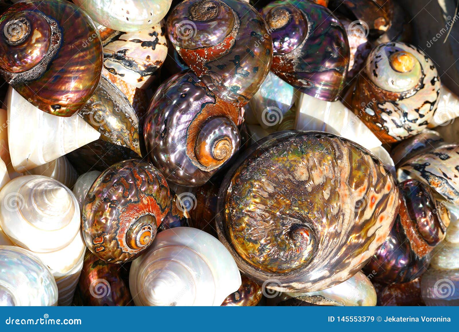 Beautiful Colorful Shells Freshly Caught in Herakleio Stock Image ...