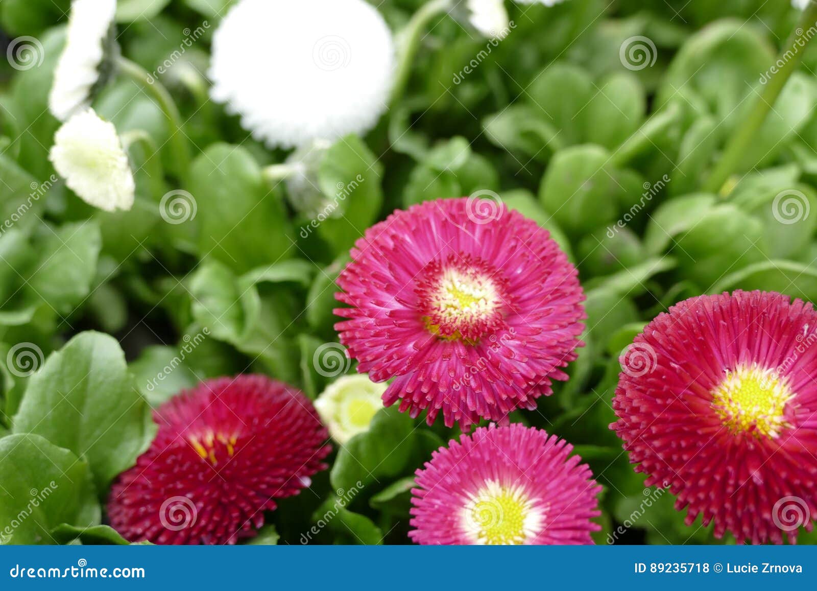 Beautiful Colorful Spring Flower Background Stock Photo - Image of ...
