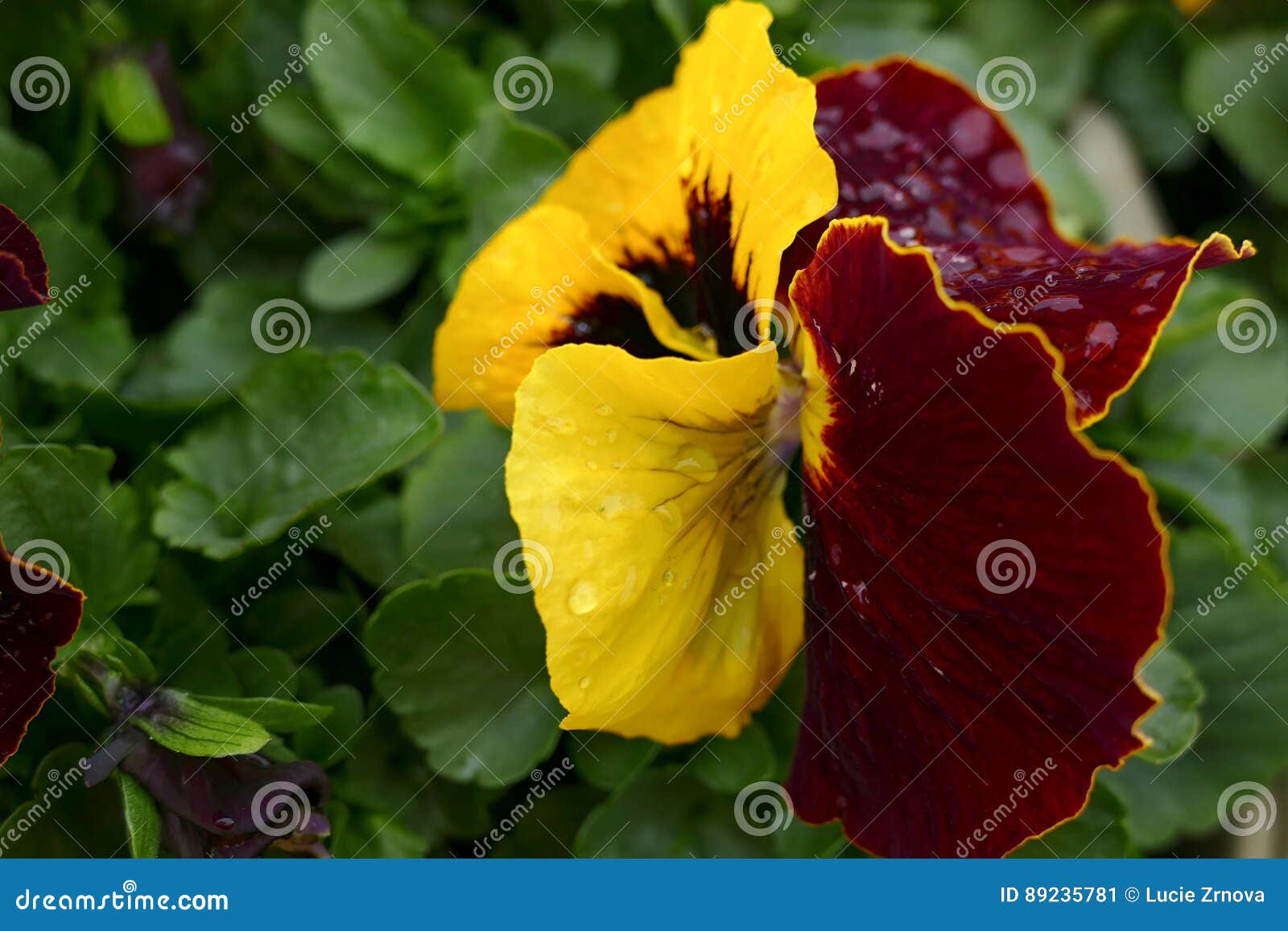 Beautiful Colorful Spring Flower Background Stock Image - Image of ...