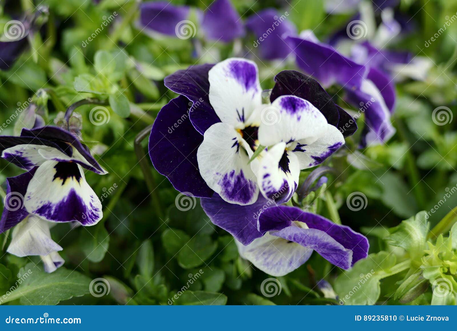 Beautiful Colorful Spring Flower Background Stock Photo - Image of ...